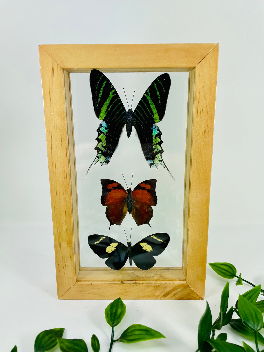 Real Framed Butterfly Display - Etsy