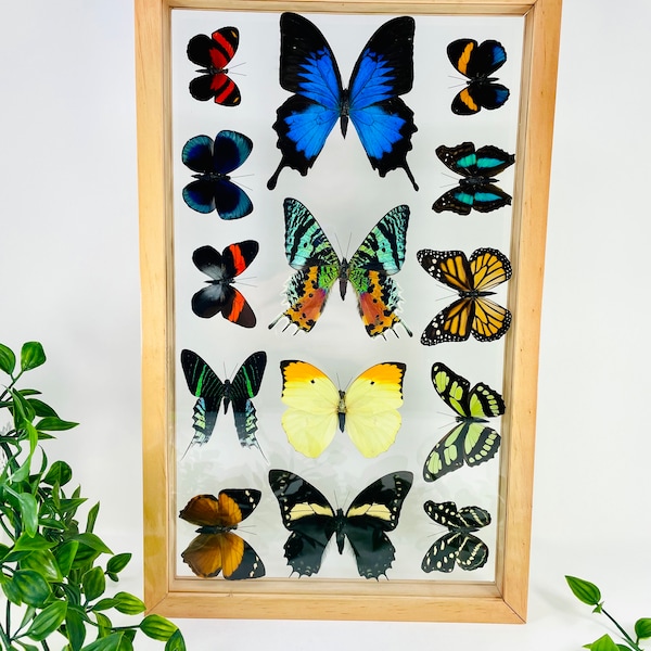 Framed Butterflies - Etsy