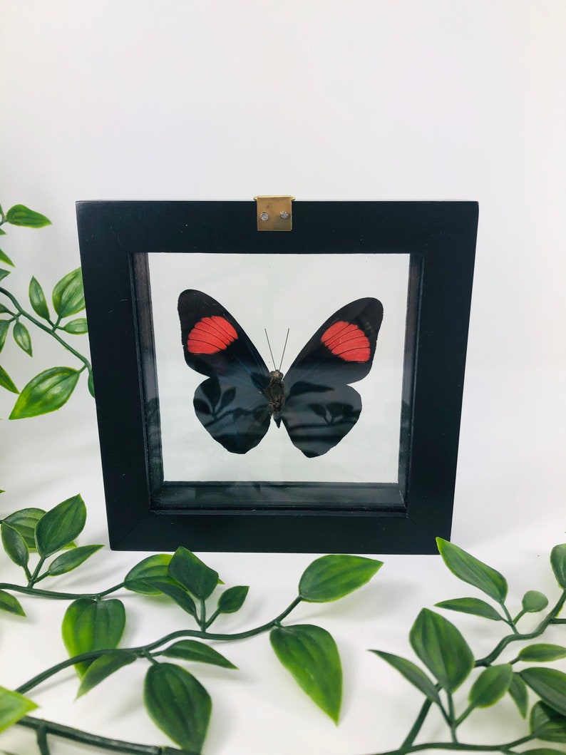 Real Framed Butterfly - Etsy