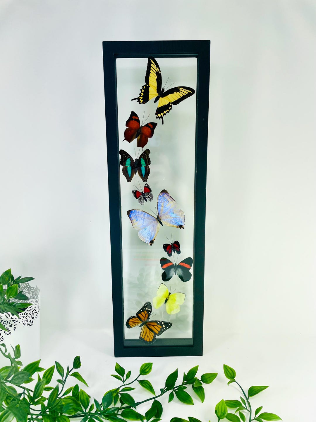 Real Framed Butterfly Collection Morpho Sulkowski Butterfly - Etsy