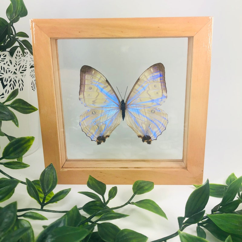 Framed Butterfly - Etsy