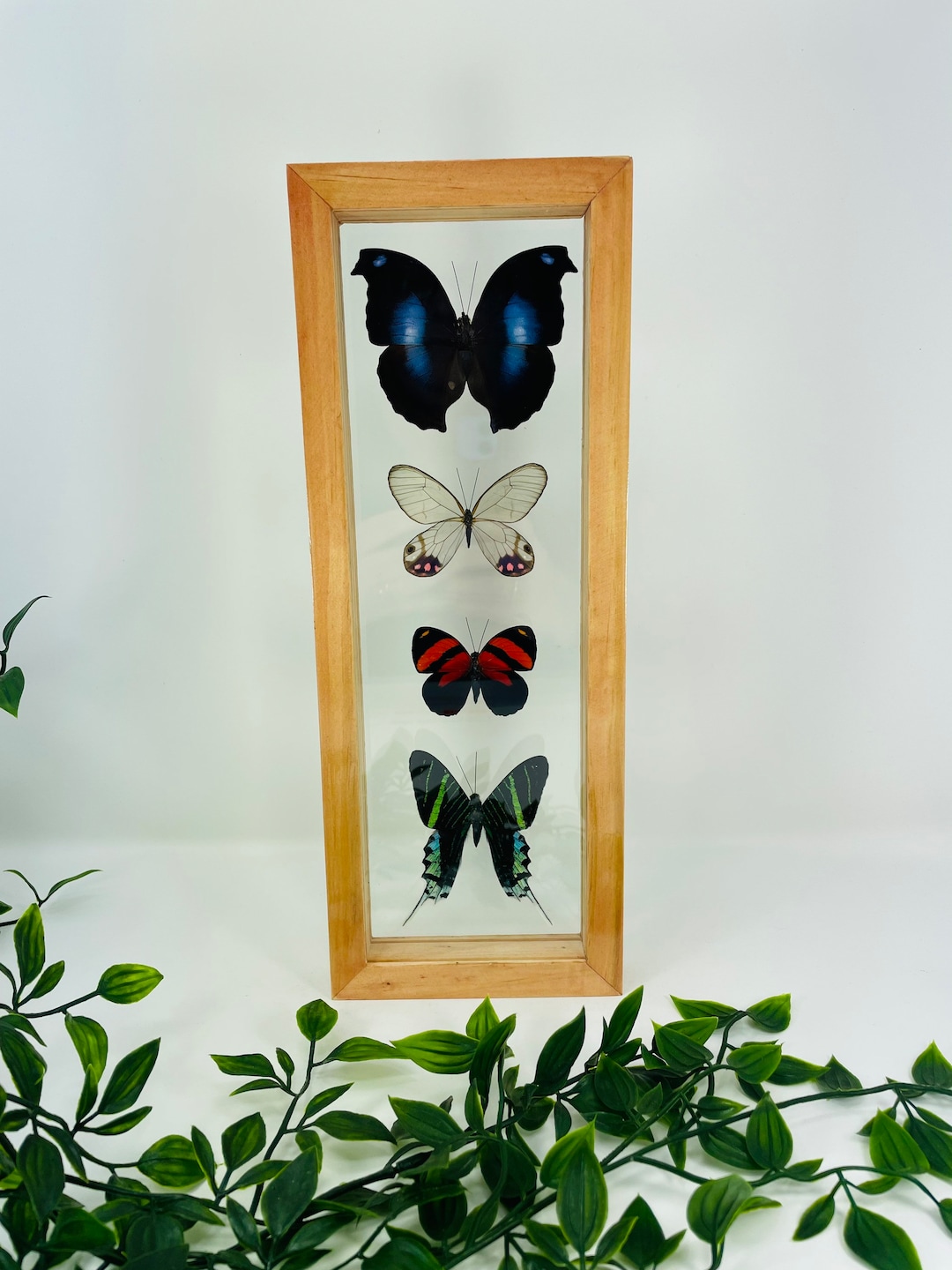 Real Framed Butterfly Display - Etsy