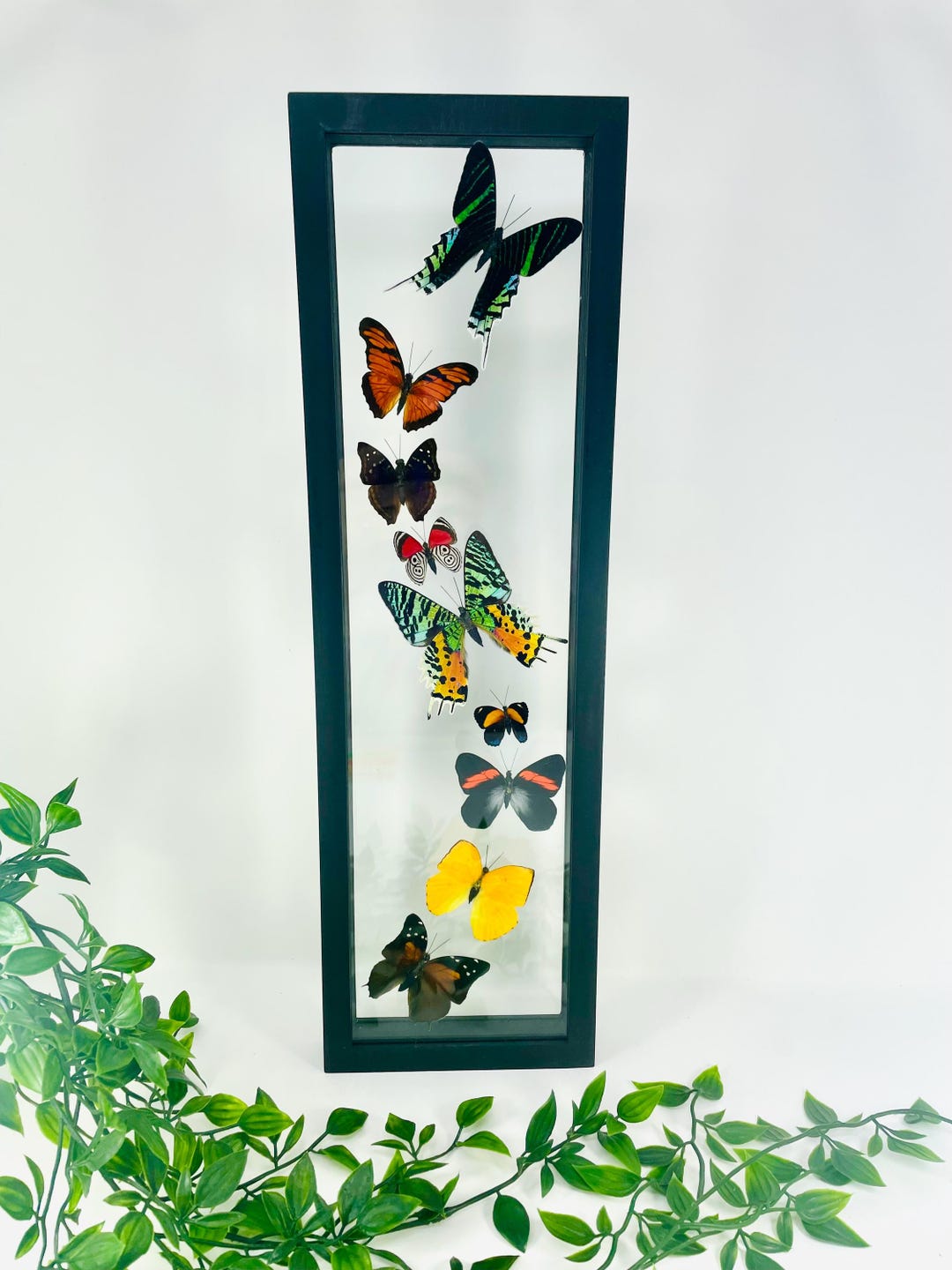 Real Framed Butterfly Collection Sunset Moth - Etsy