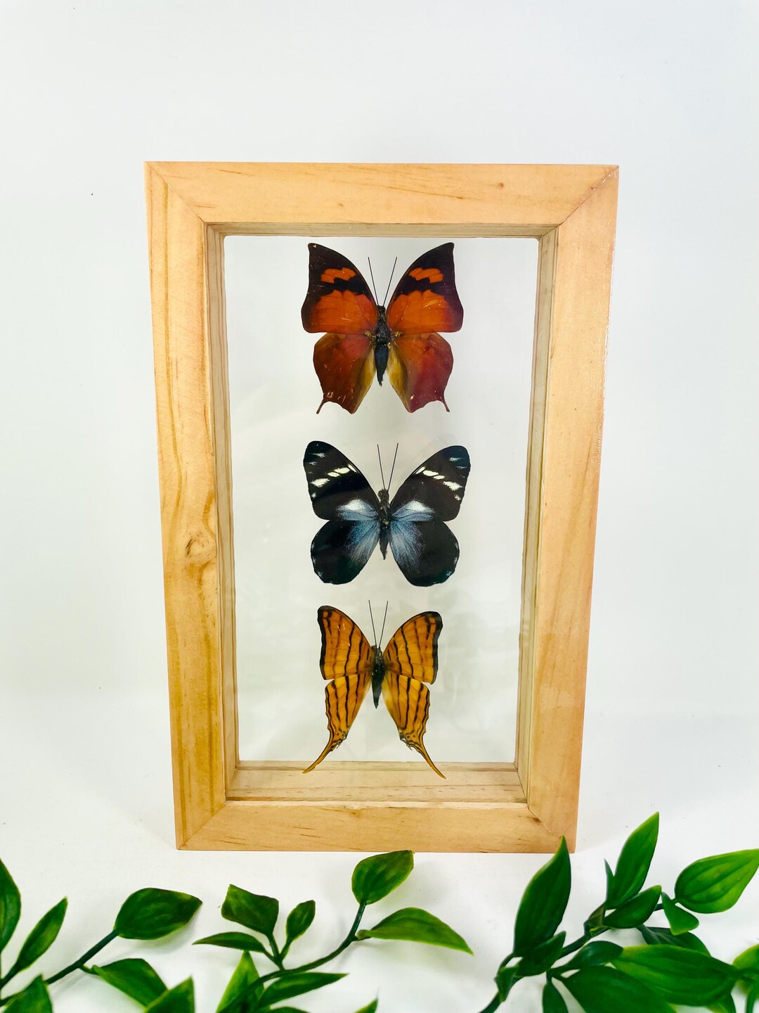 Real Framed Butterfly Display - Etsy