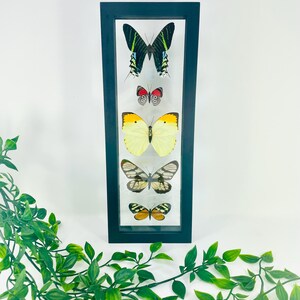 Real Framed Butterfly Display - Etsy