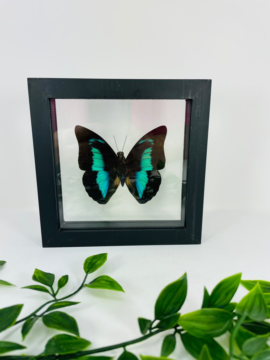 Real Framed Butterfly Display - Etsy