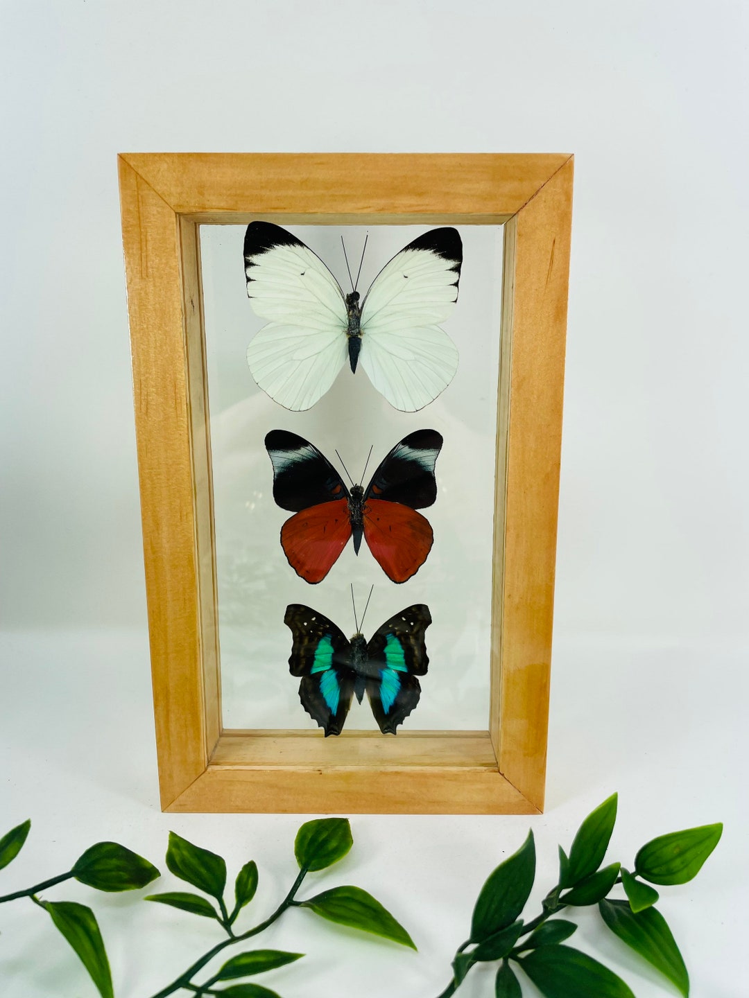 Real Framed Butterfly Display - Etsy