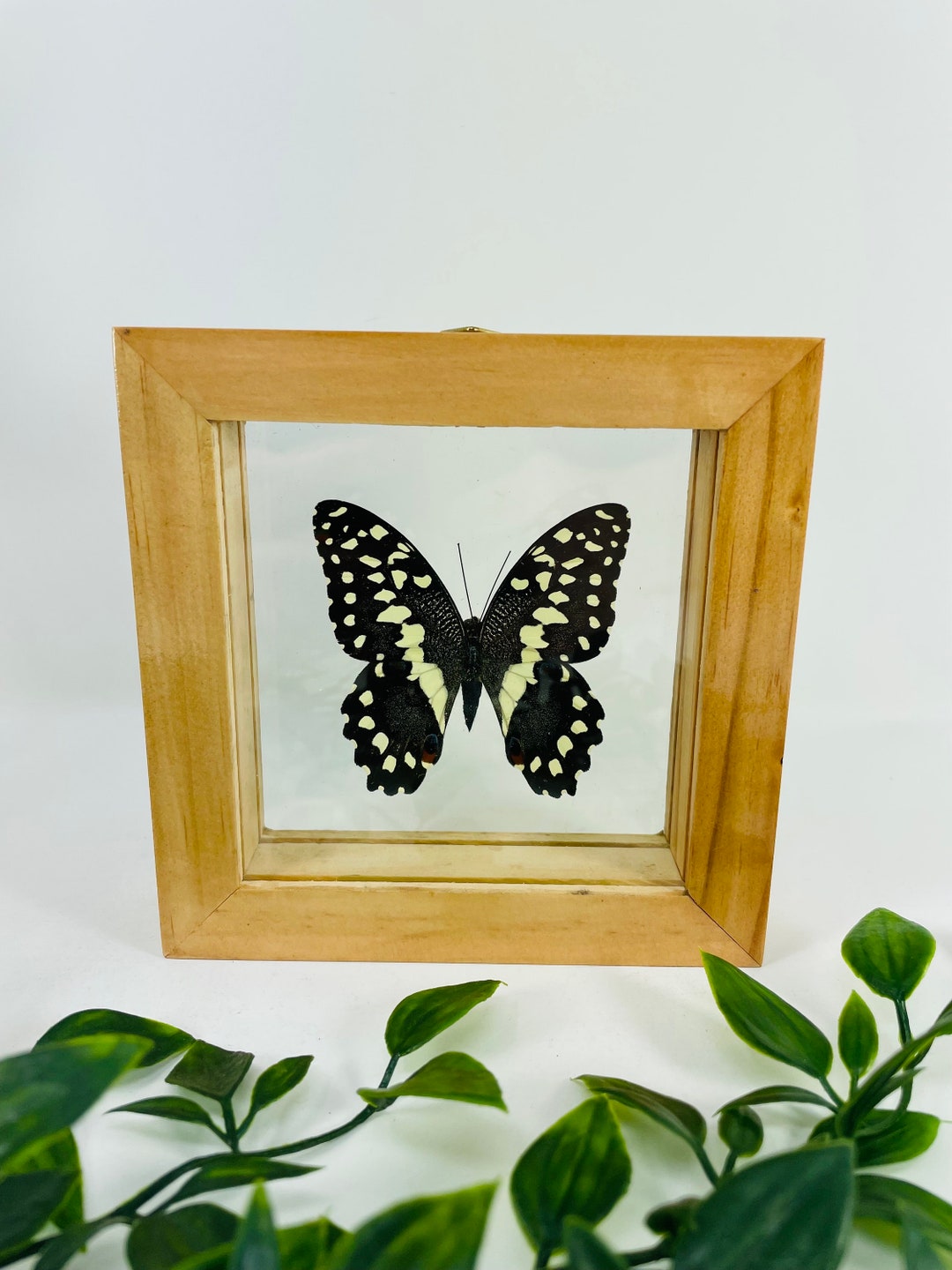 Real Framed Butterfly Display - Etsy