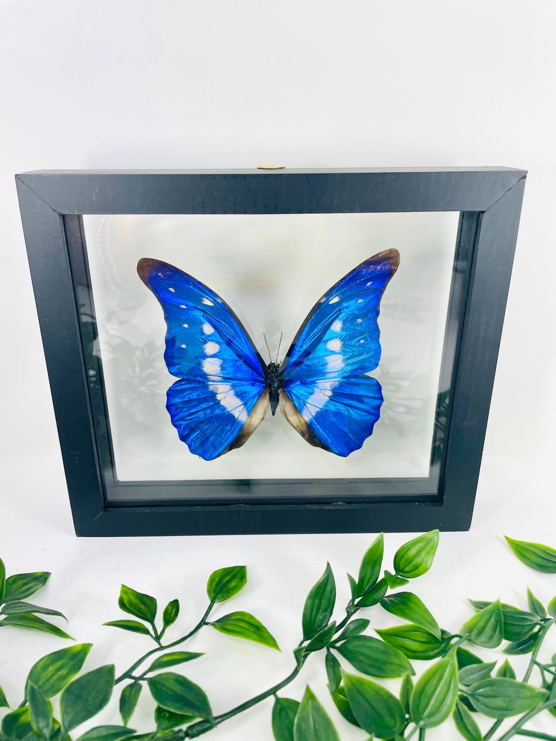 Framed Morpho Helena Butterfly – Real Butterfly Display (6x7) - Etsy