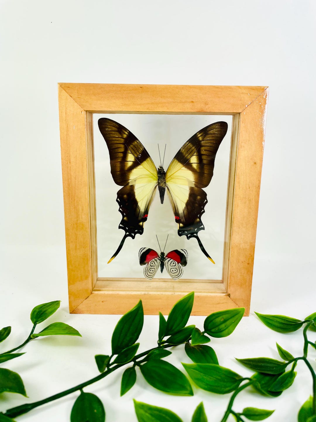 Real Framed Butterfly Display - Etsy