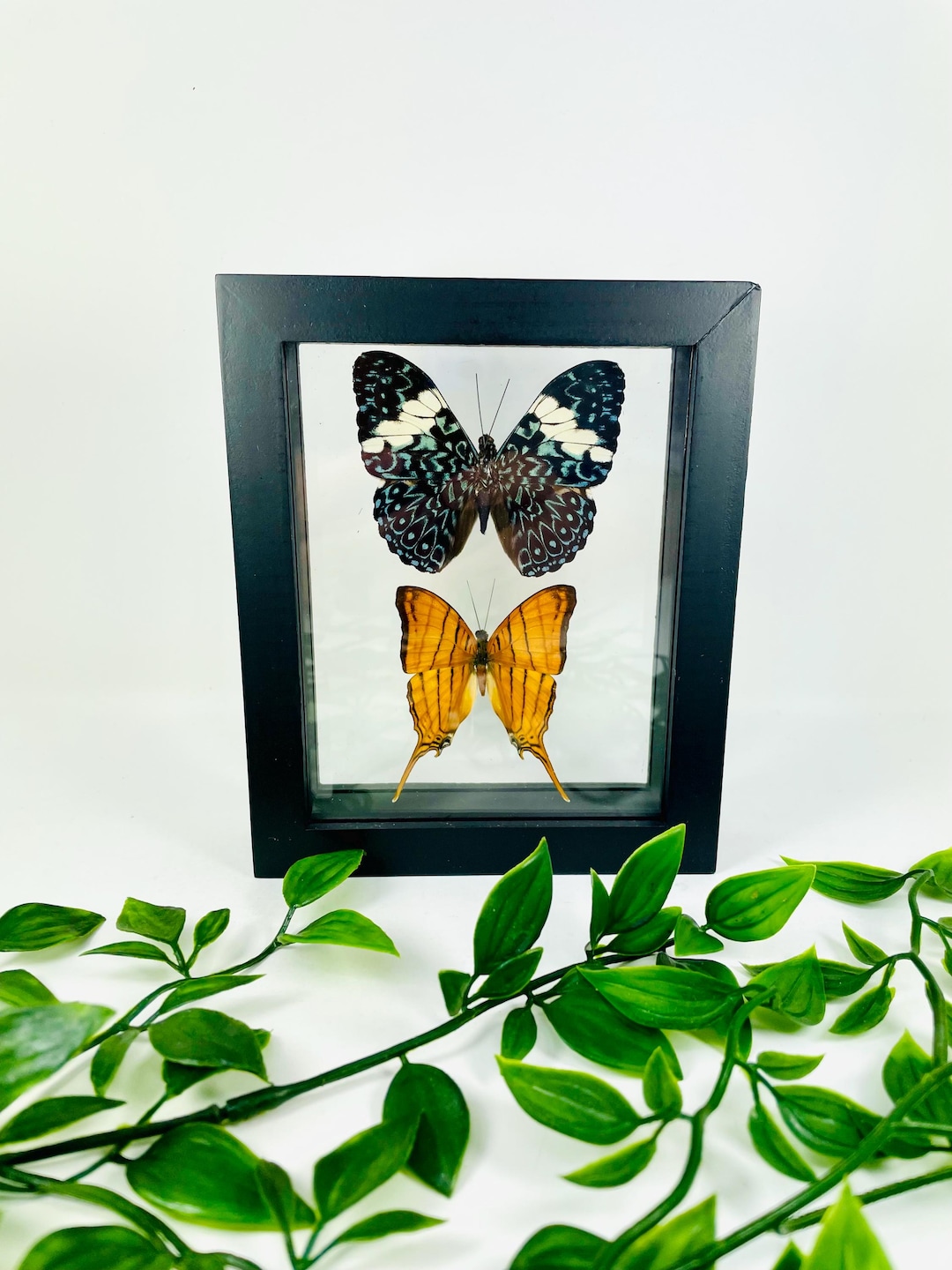 Real Framed Butterfly Display - Etsy