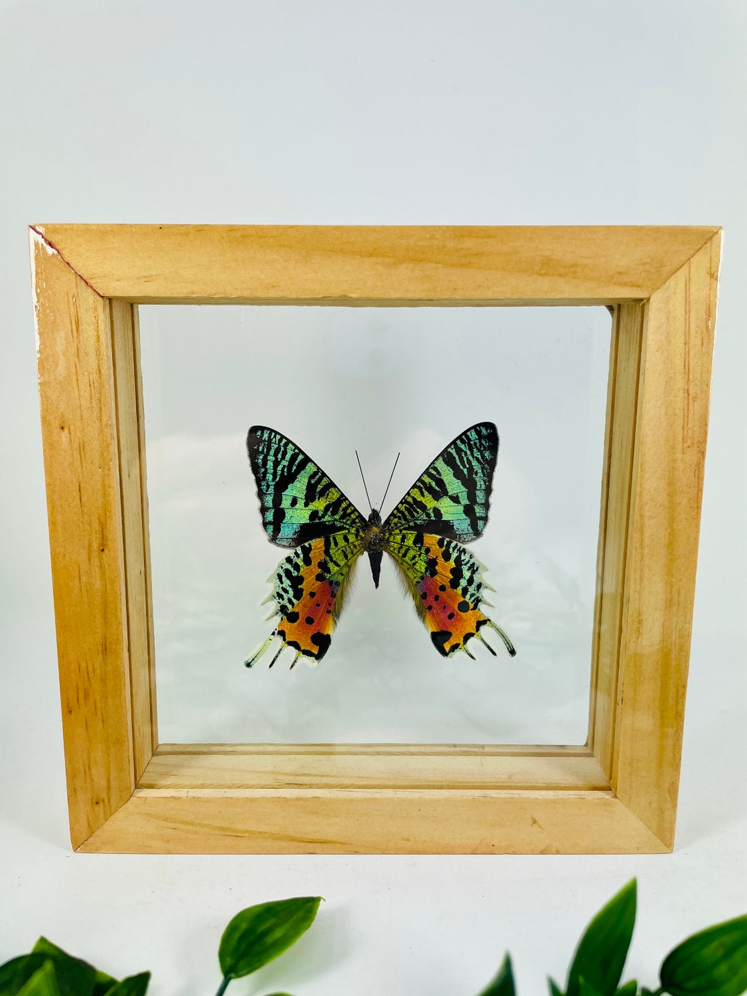 Framed Butterfly Display Sunset Moth - Etsy