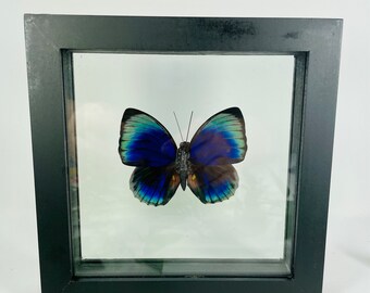 Real Framed Butterfly - Etsy