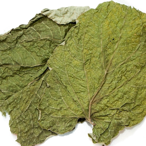 Hoja Santa - Etsy
