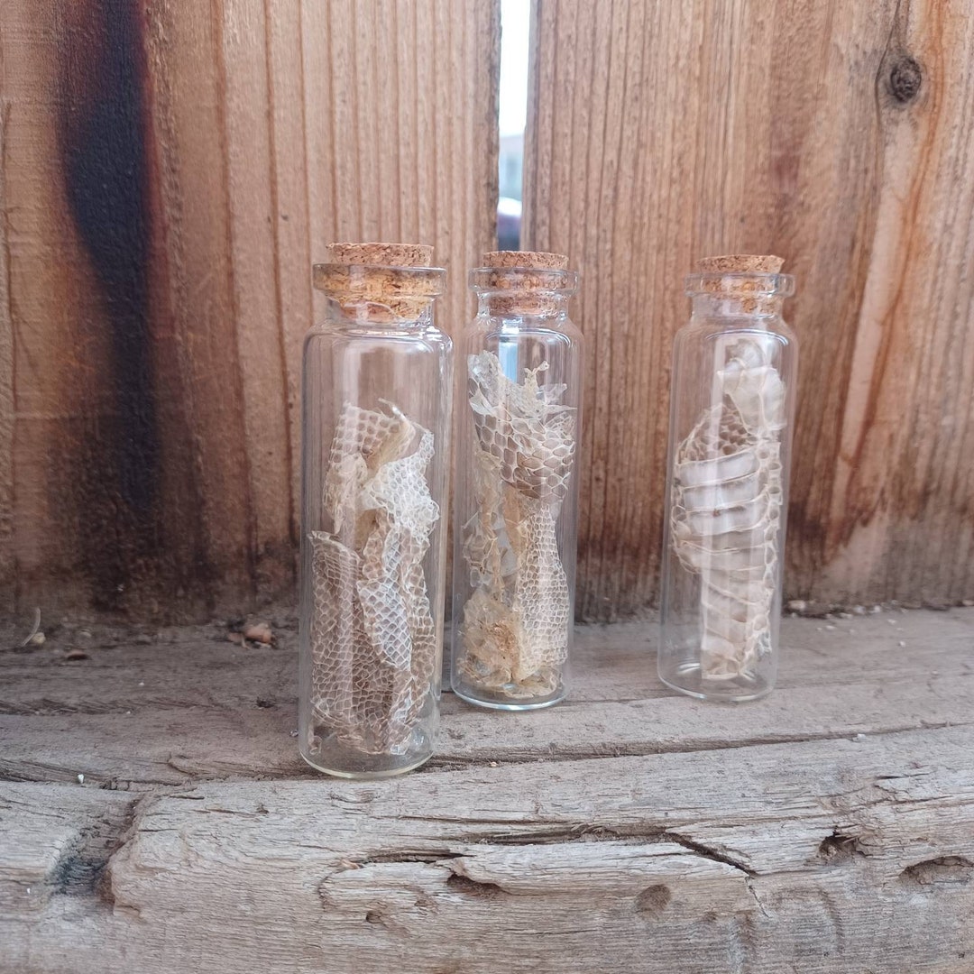 Snake Skin Curiosity Jars - Etsy