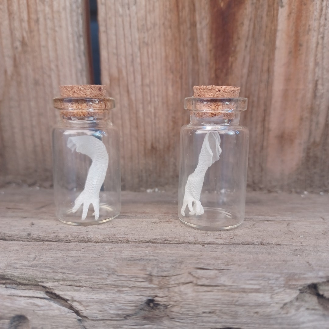 Leopard Gecko Oddity Jars Lizard Shed - Etsy