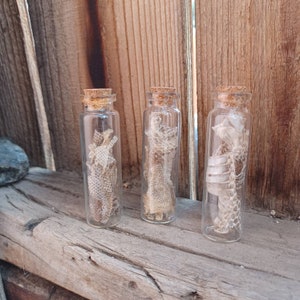 Snake Skin Curiosity Jars - Etsy