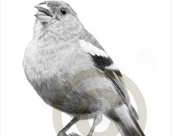 Chaffinch | Etsy UK
