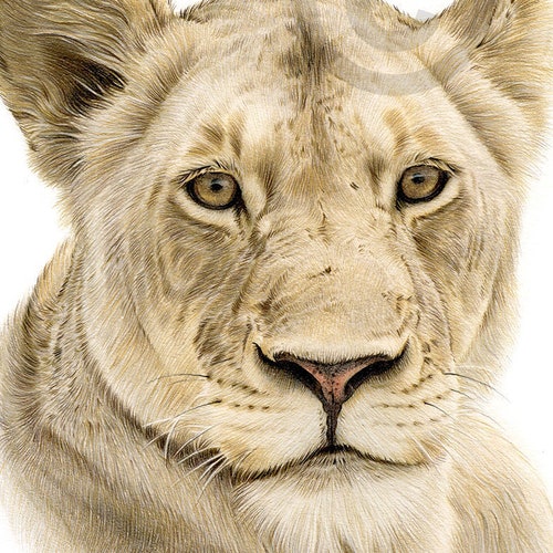 Big Cat LION Pencil Drawing Print Animal Portrait Artwork - Etsy