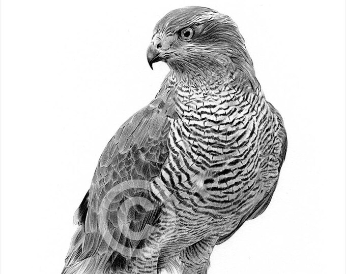 Bird Artwork Goshawk Pencil Drawing Print Wildlife Art | Etsy UK