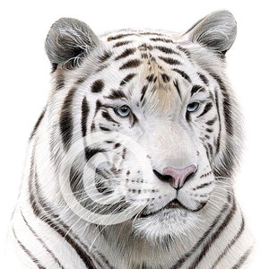 Digital Download - Color Pencil Drawing of a White Tiger - Artwork by ...