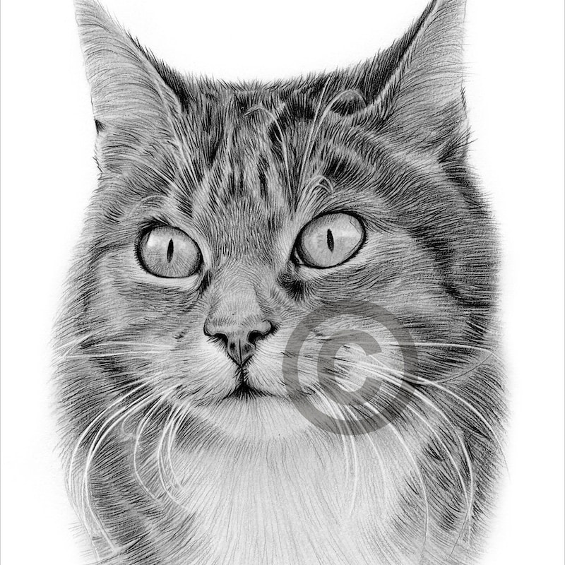 Cat Drawing - Etsy