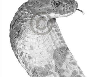 Realistic Cobra Snake Drawing