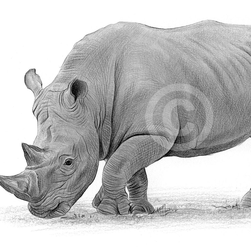 Rhino Pencil Drawing - Etsy