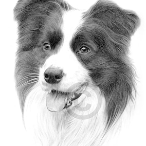 Border Collie Pencil Drawing Print Artwork Signed By Artist Gary