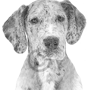 Great Dane Dog | Pencil Drawing Print | Artwork Signed by Artist G ...