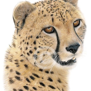 African Cheetah Color Pencil Drawing Print | Big Cat Portrait | Artwork ...