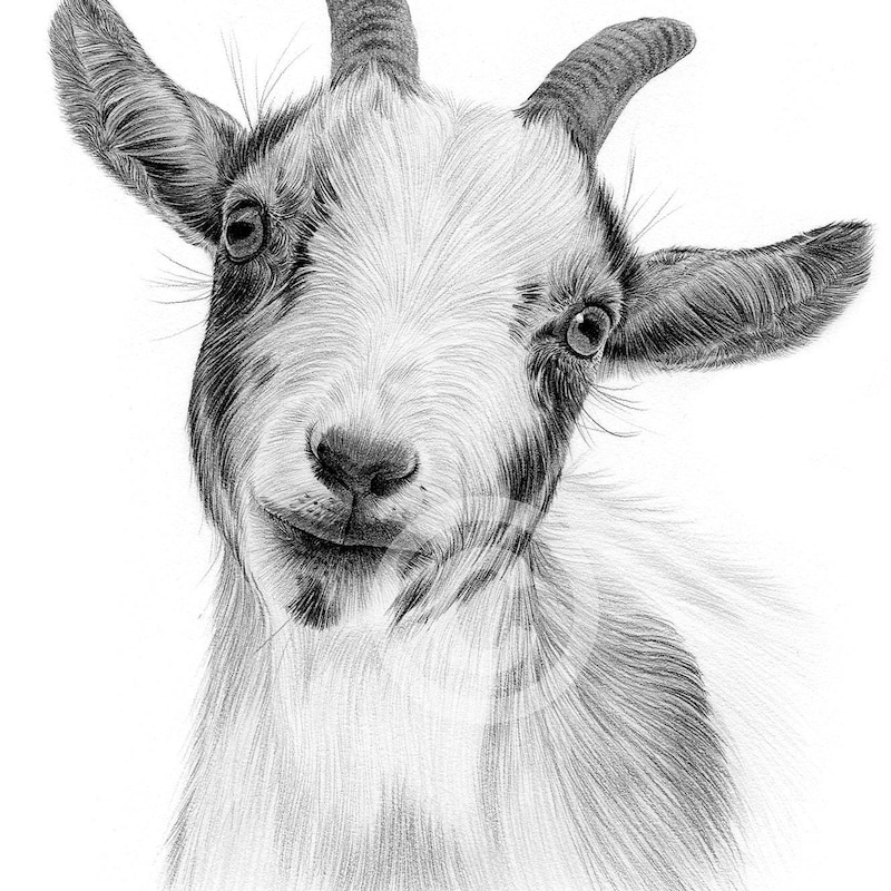 Pygmy Goat - Etsy UK
