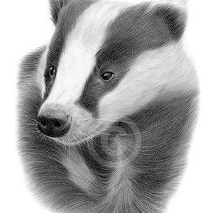 Badger Artwork Signed by Artist Gary Tymon | Pencil Drawing Print | 2 ...