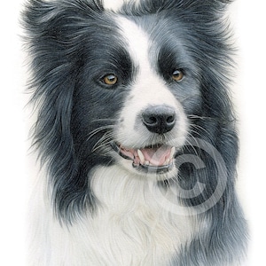 Border Collie Dog Color Pencil Drawing Print - Artwork Signed by Artist ...