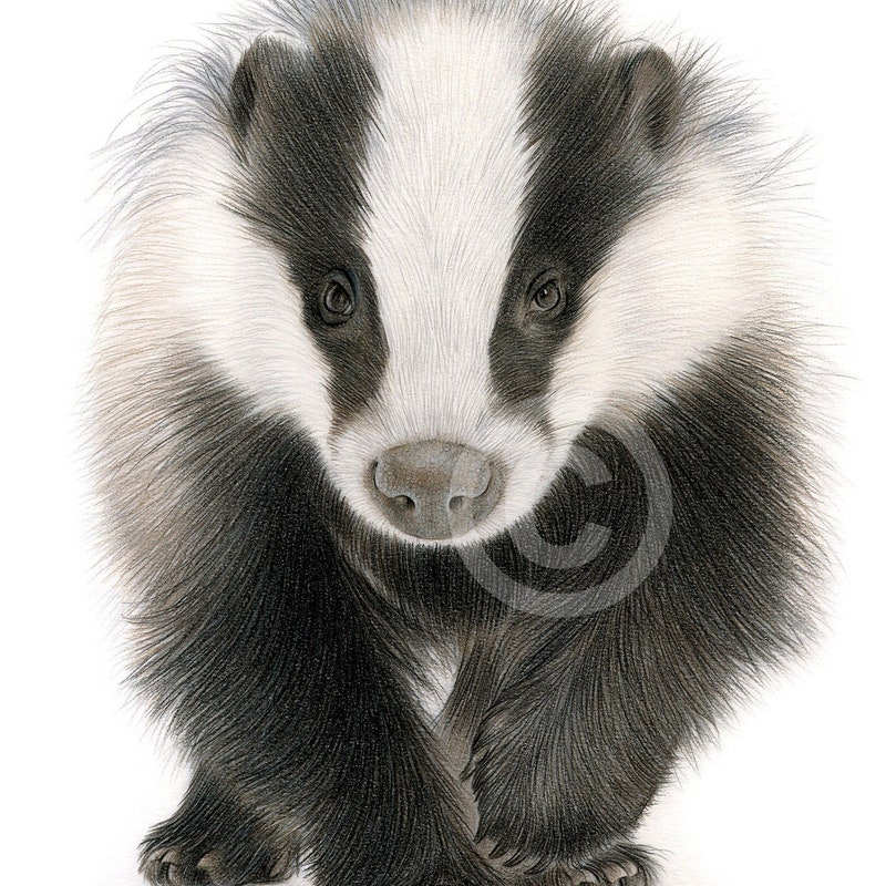 Original Badger Drawing - Etsy UK