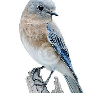 Bluebird Color Pencil Drawing Print - Bird Art - Artwork Signed by ...