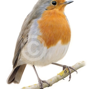 Robin Redbreast - Color Pencil Drawing Print - Bird Art - Artwork ...