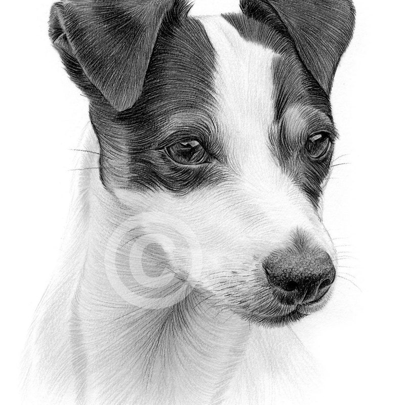 Jack Russell Drawing - Etsy