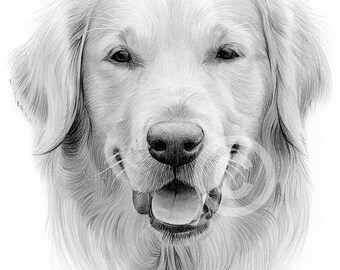 Labrador Golden Retriever Pencil Sketch Drawing Artwork Digital ...