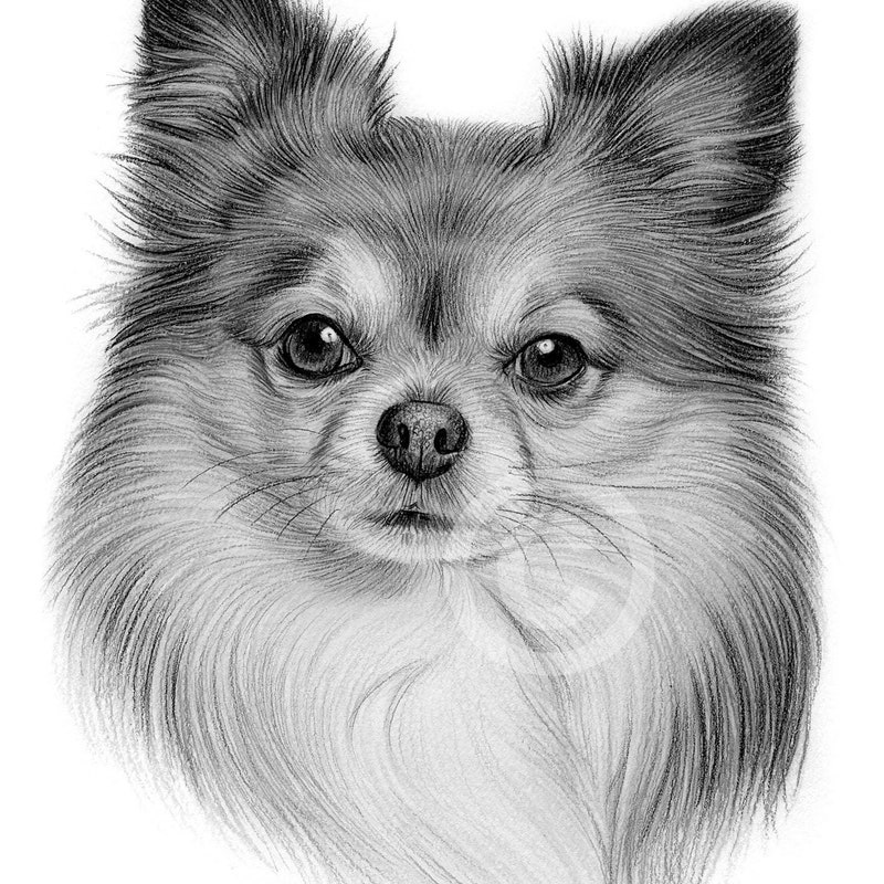 Chihuahua Drawing - Etsy
