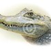 Alligator Art Print – Signed Color Pencil Wildlife Drawing - Etsy