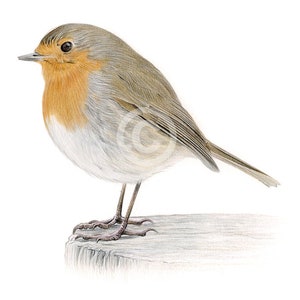 Robin Redbreast Drawing – Wildlife Portrait Bird Art (digital Download ...