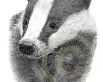 Badger drawing | Etsy