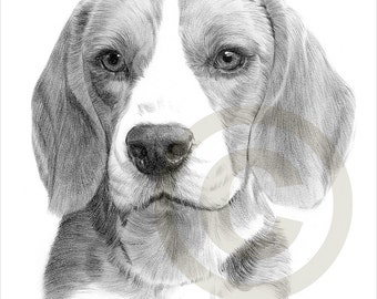 Beagle drawing | Etsy