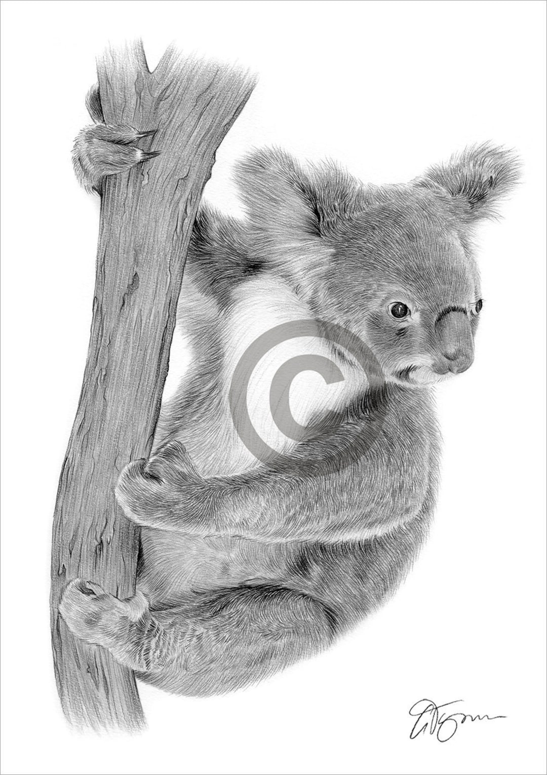 Koala Bear Pencil Drawing Print Animal Art Artwork Signed by Artist ...