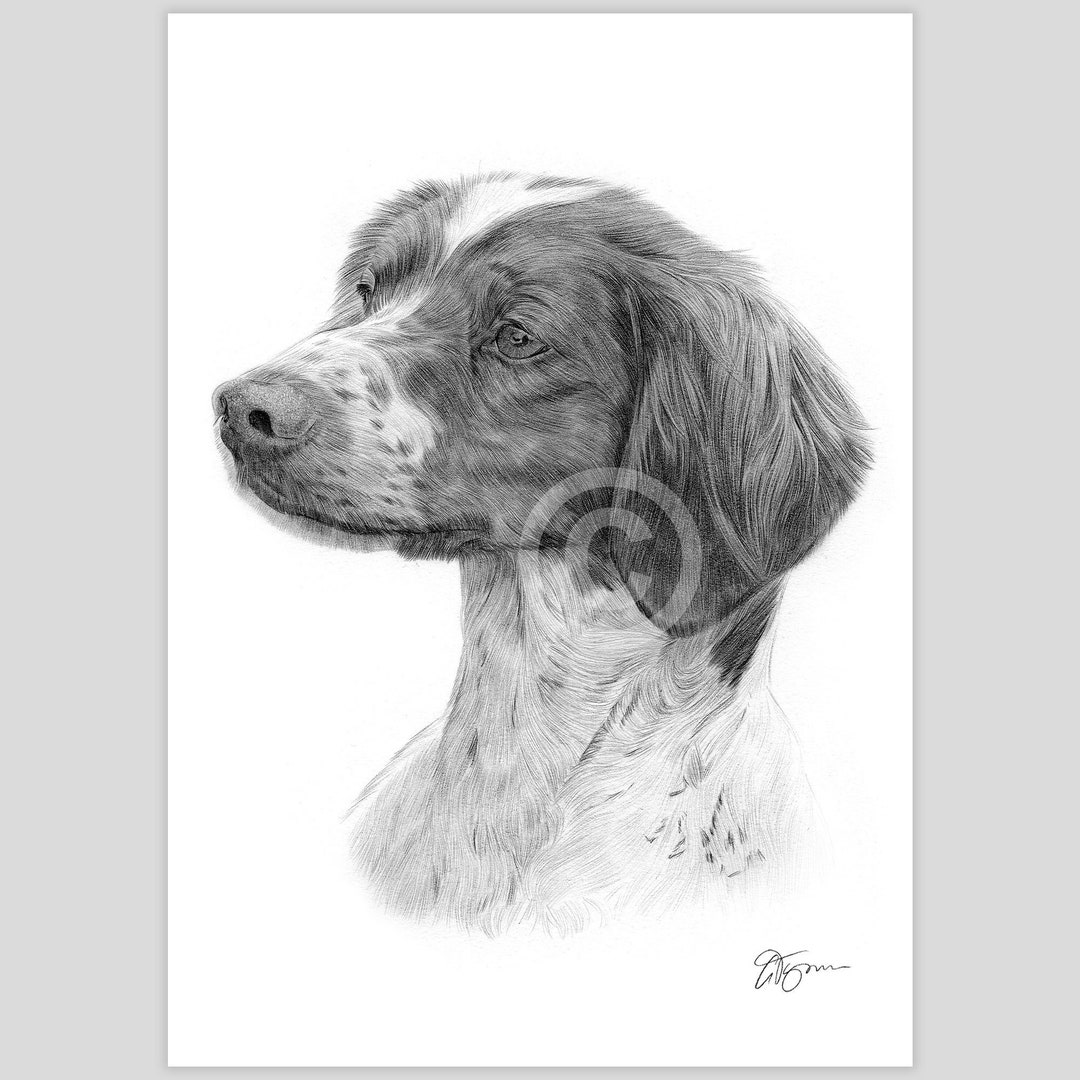 Brittany Spaniel Pencil Drawing Print Artwork Signed by Artist Gary ...