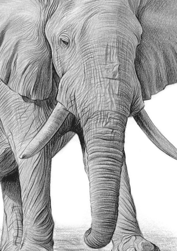 African Elephant Drawings