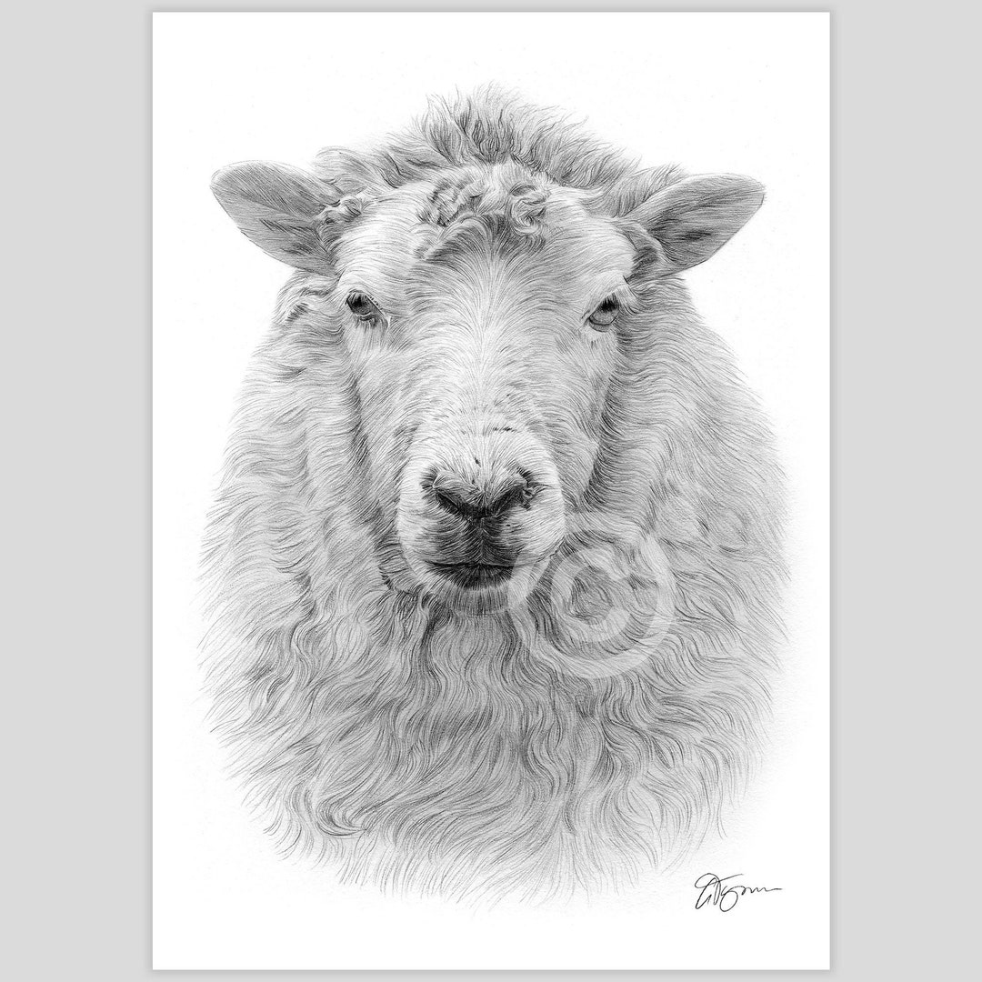 Sheep | Pencil Drawing Print | Artwork Signed by Artist Gary Tymon | 2 ...