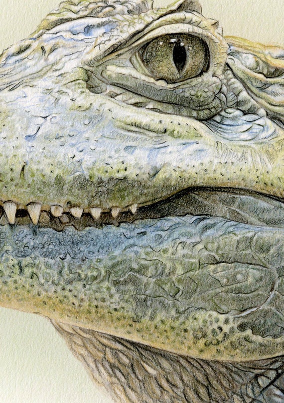 Realistic Crocodile Drawing With Colour