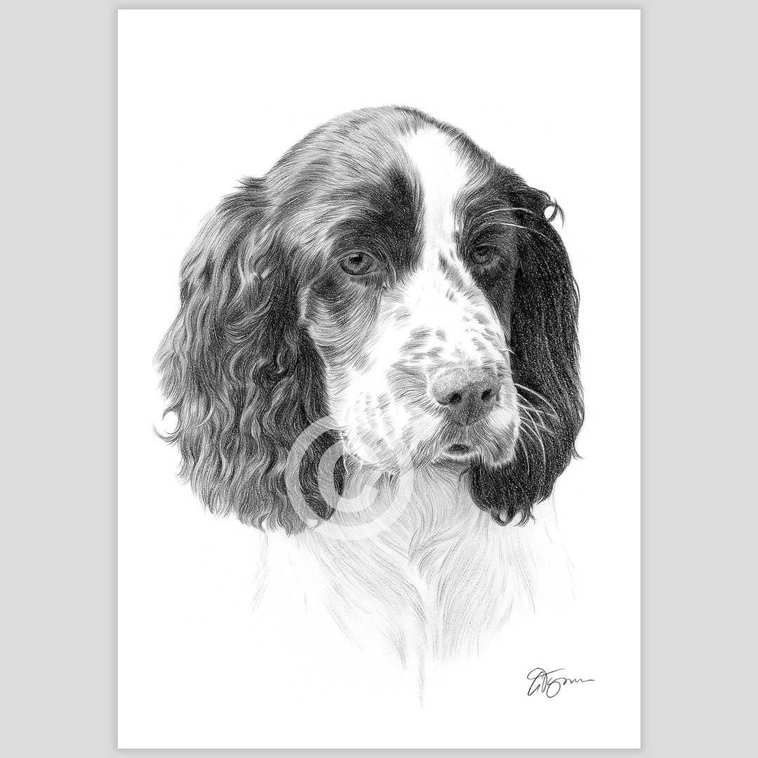 Springer Spaniel Dog Pencil Drawing Print Artwork Signed by Artist Gary ...
